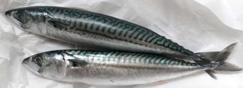 Come cucinare lo sgombro - Misya.info