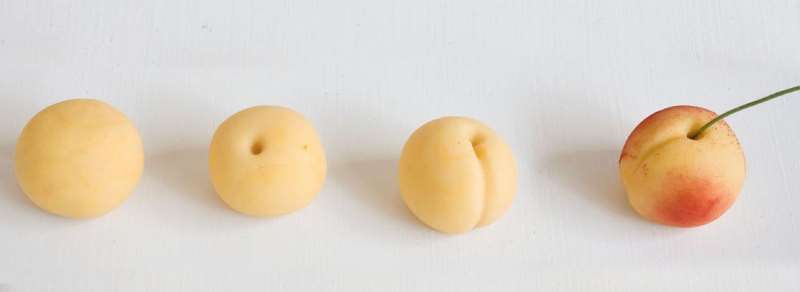 Come fare il marzapane - Misya.info